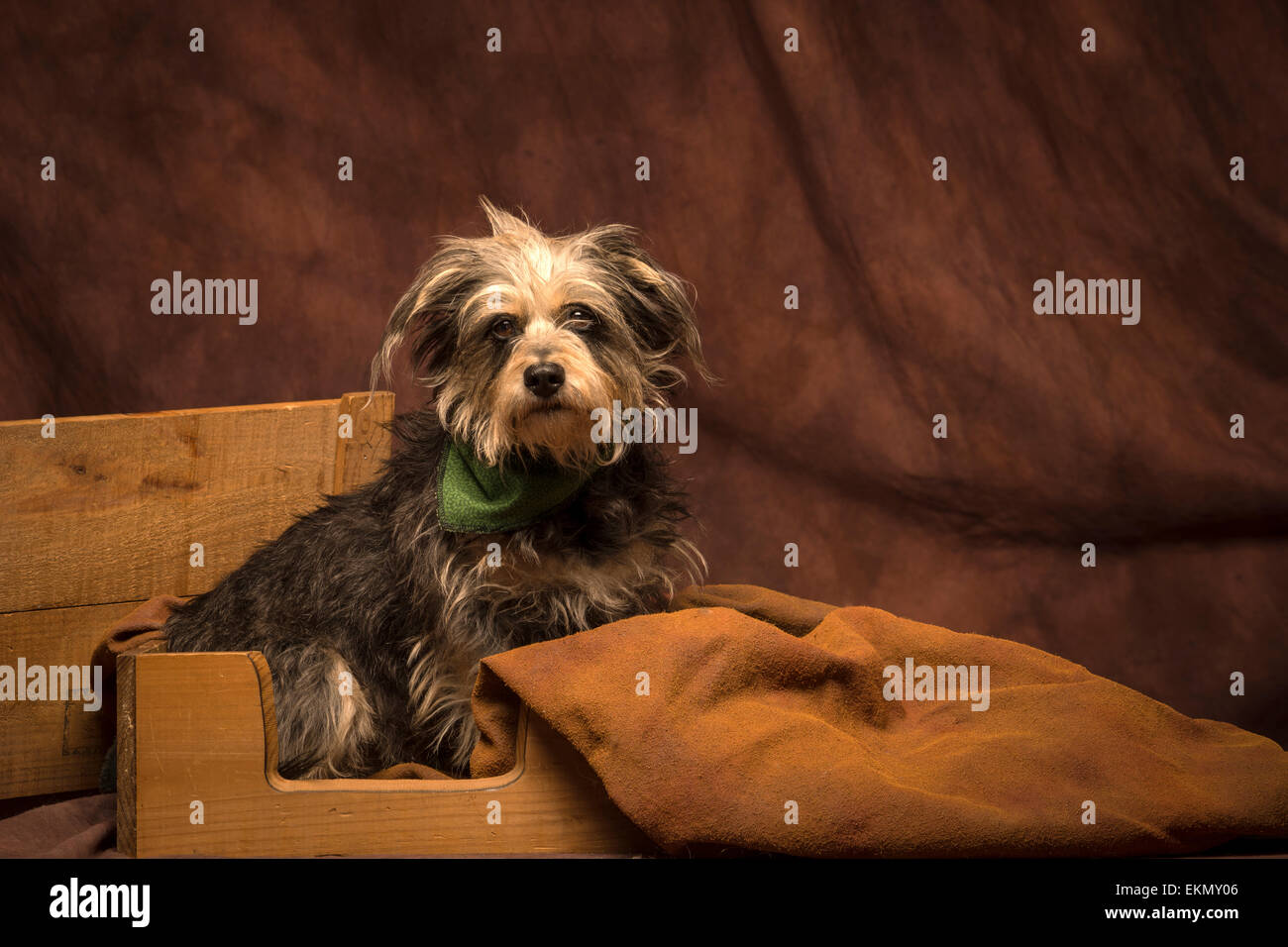 Dog in a box hi-res stock photography and images - Alamy