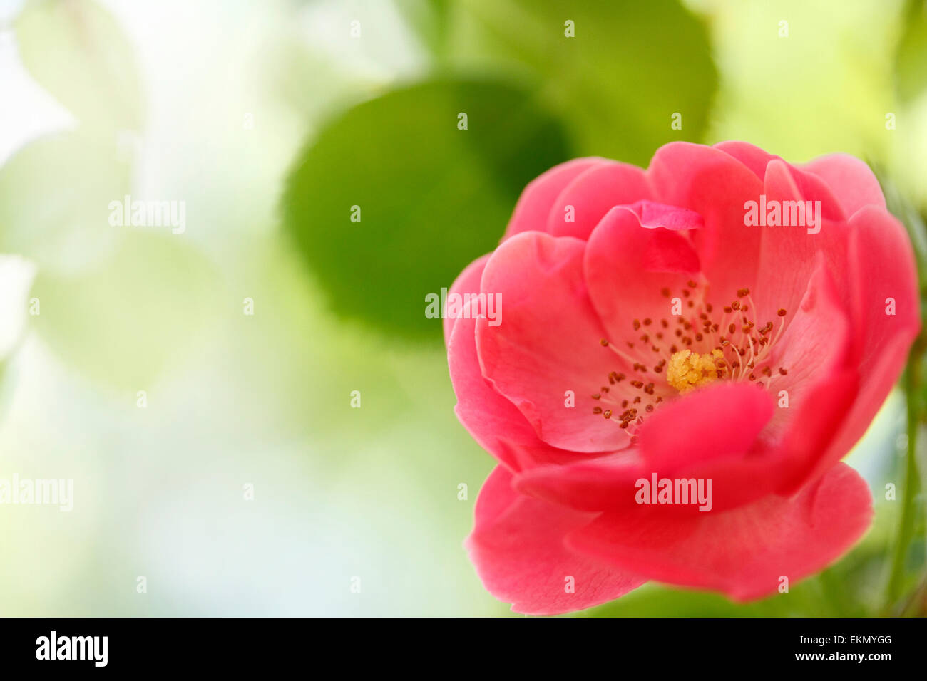 Opening red rose flower hi-res stock photography and images - Alamy