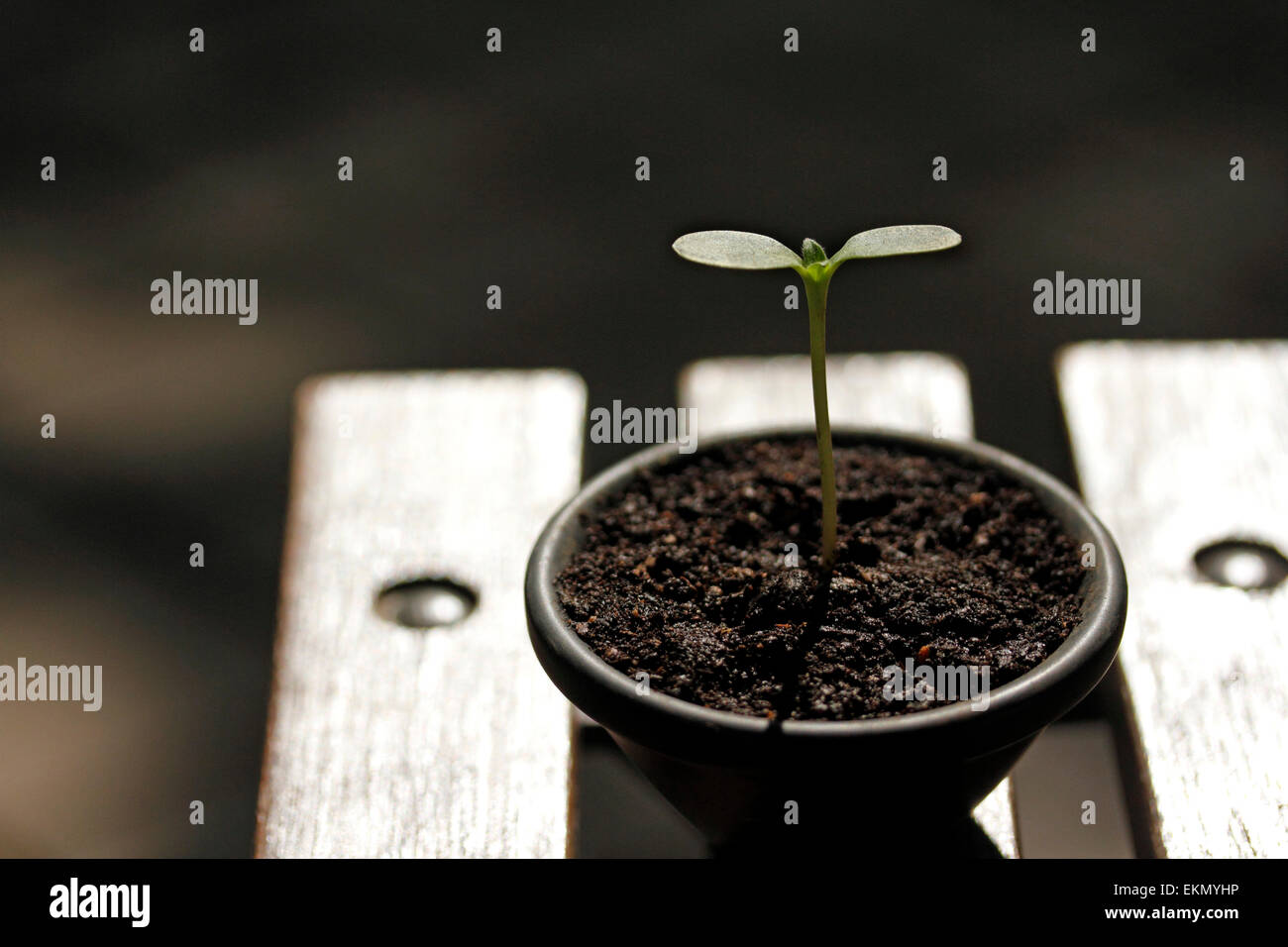 One sprouting hi-res stock photography and images - Alamy