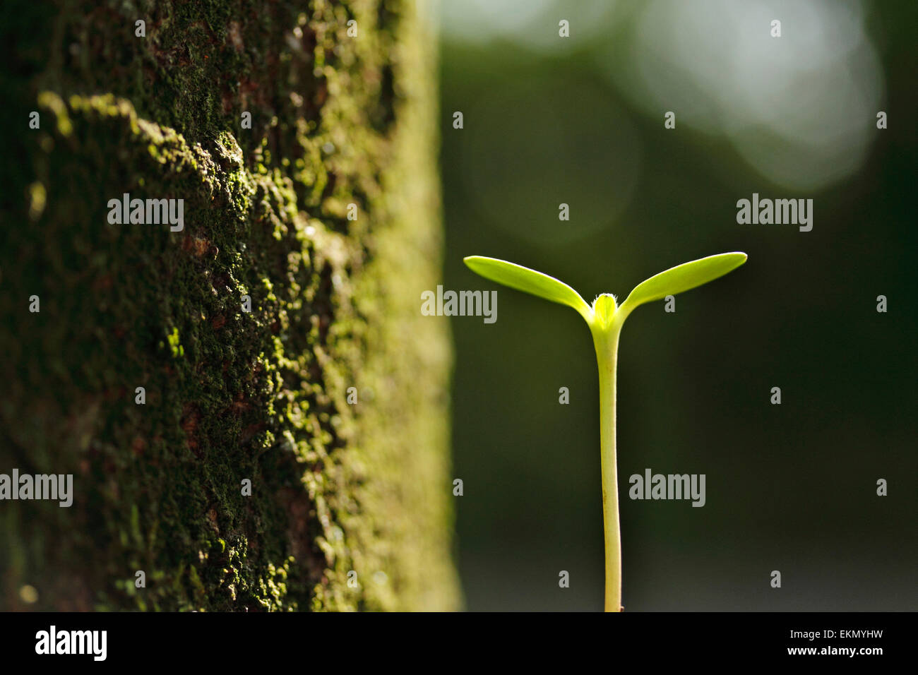 Beautiful tree leaf sprouting hi-res stock photography and images - Alamy