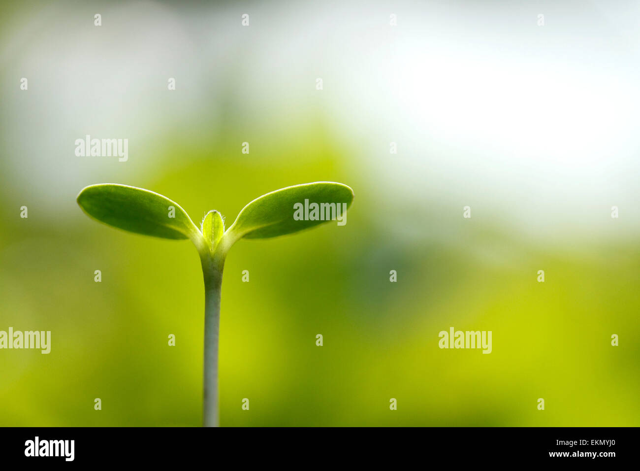 Sprouting sunflower plant hi-res stock photography and images - Alamy