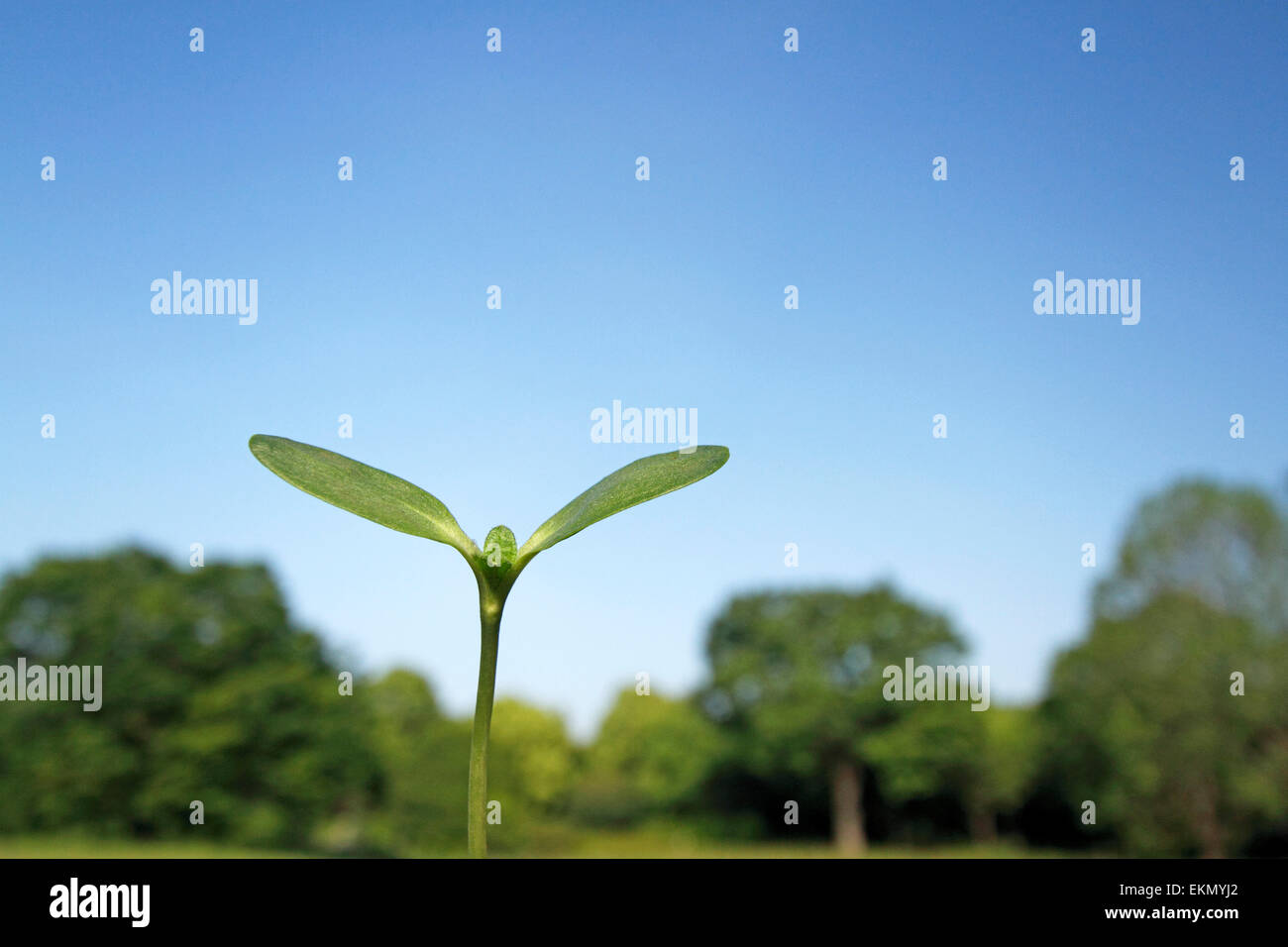 Two double blue leaves hi-res stock photography and images - Alamy