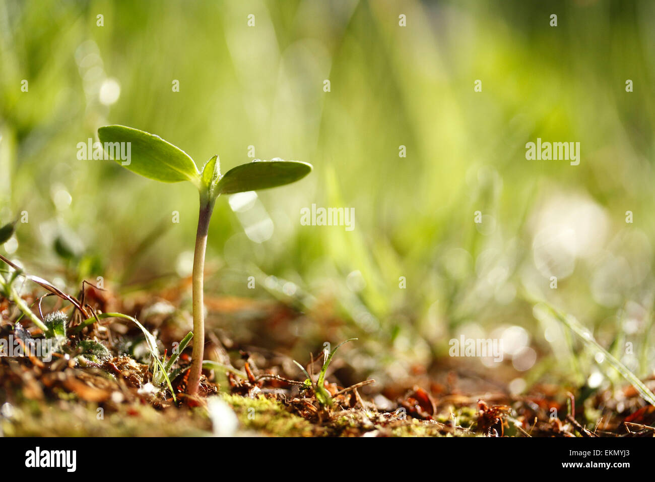 Two leaves and one bud hi-res stock photography and images - Alamy