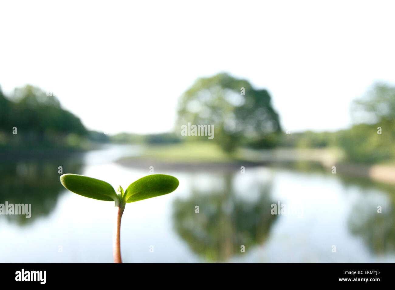 Sprouting sunflower plant hi-res stock photography and images - Alamy