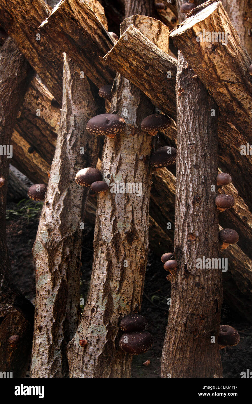 Shiitake cultivation hi-res stock photography and images - Alamy