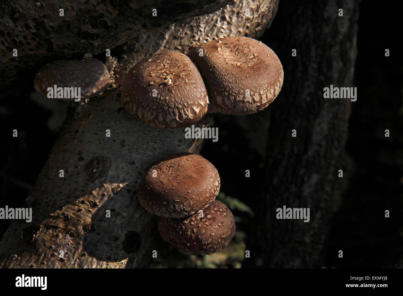 Shiitake cultivation hi-res stock photography and images - Alamy