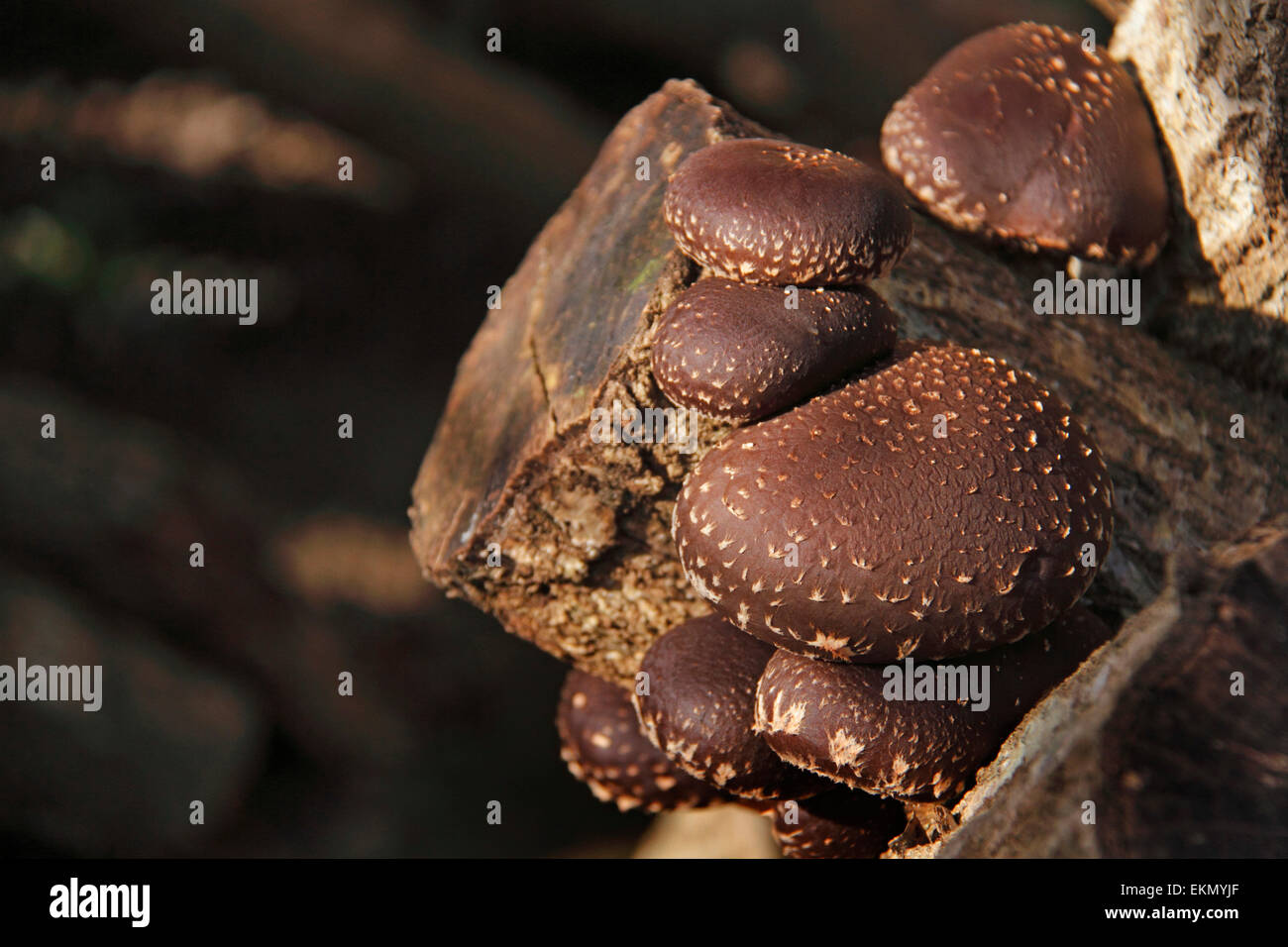 Shiitake Cultivation High Resolution Stock Photography and Images - Alamy