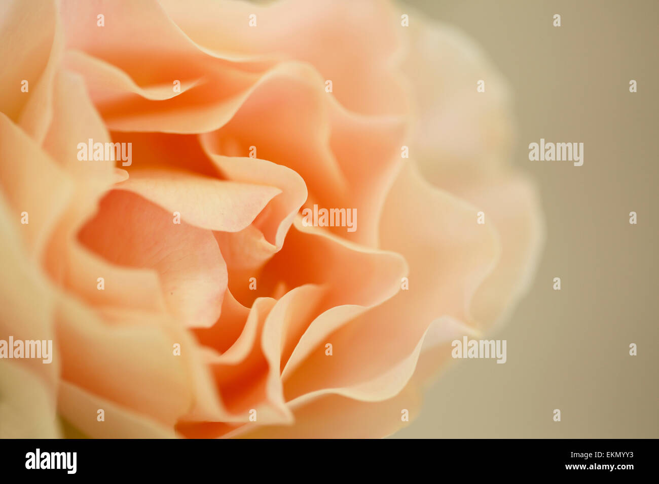 Double petaled rose hi-res stock photography and images - Alamy