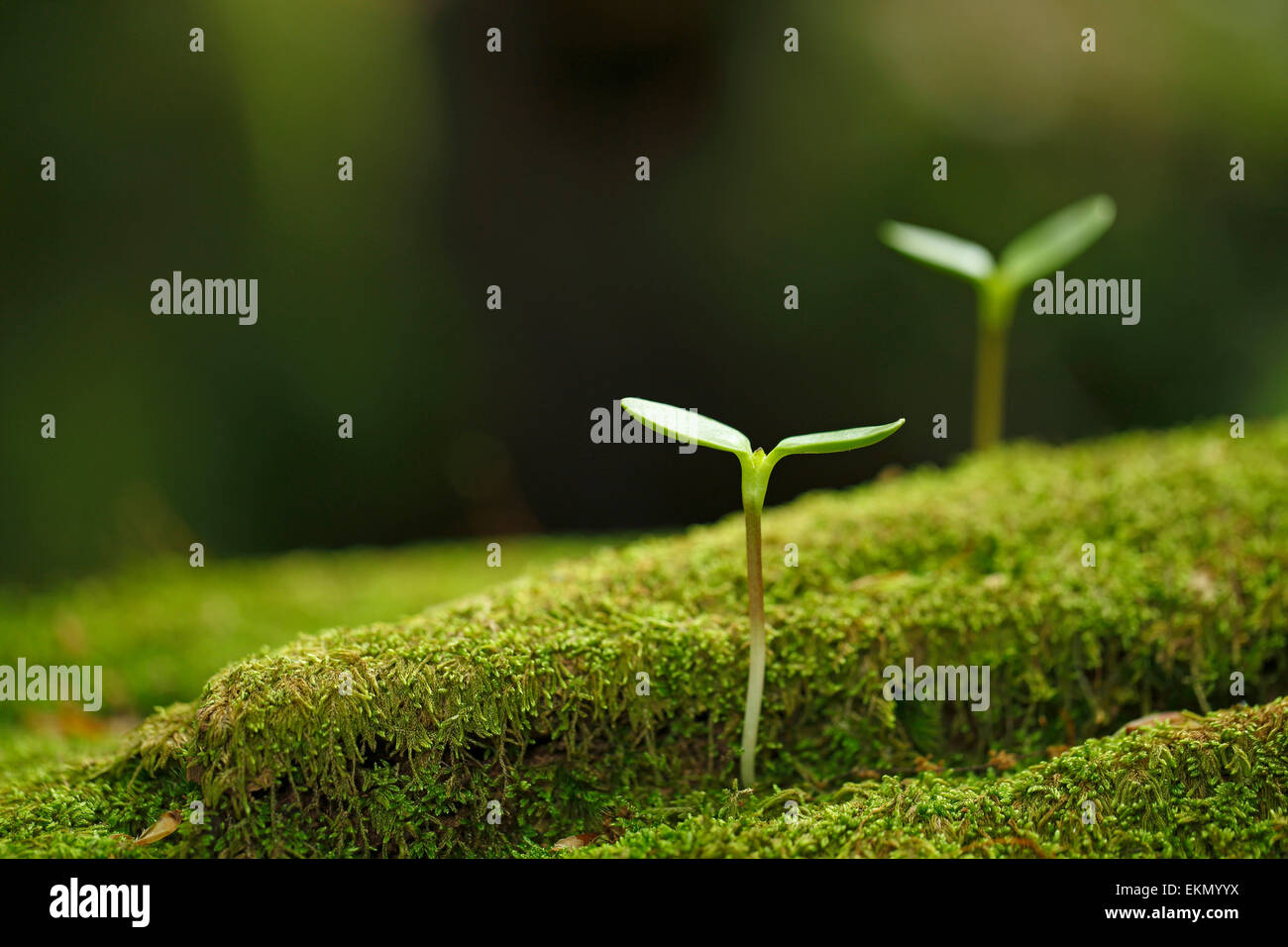 No one has moss leaves hi-res stock photography and images - Alamy