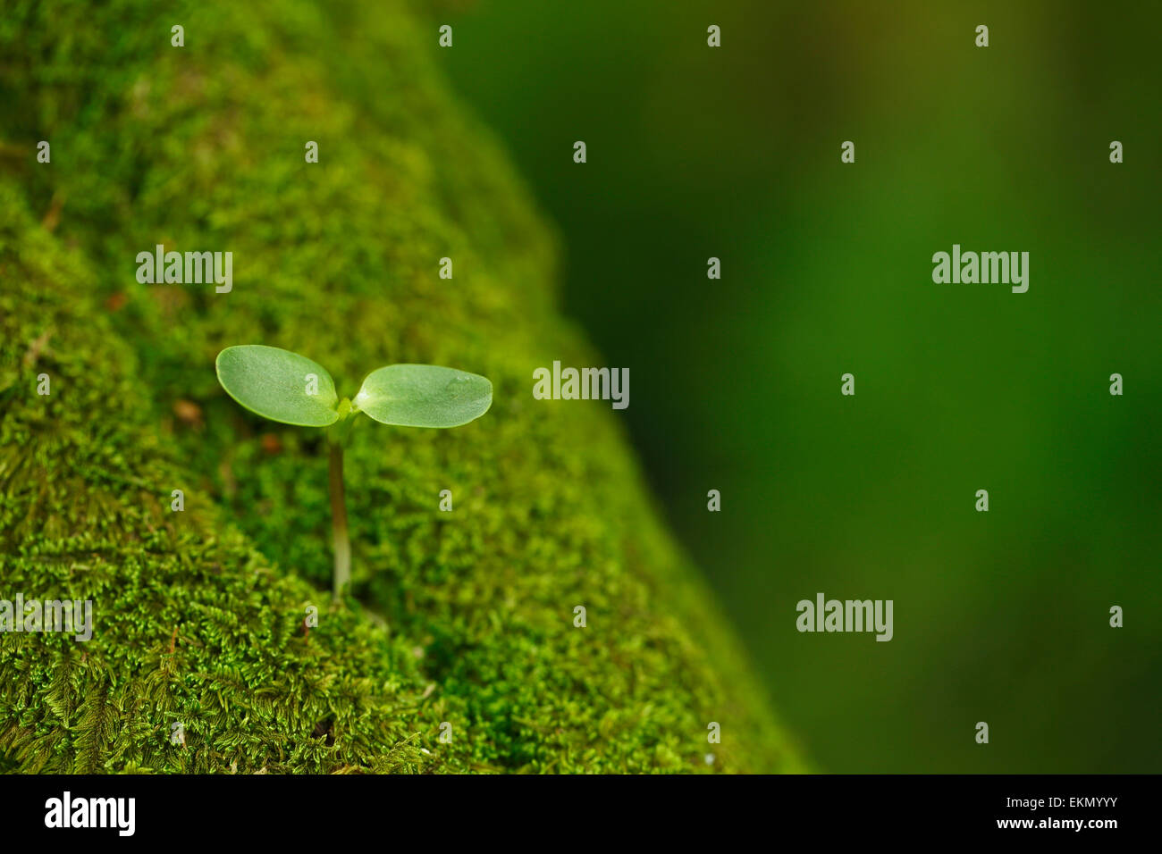 No one has moss leaves hi-res stock photography and images - Alamy