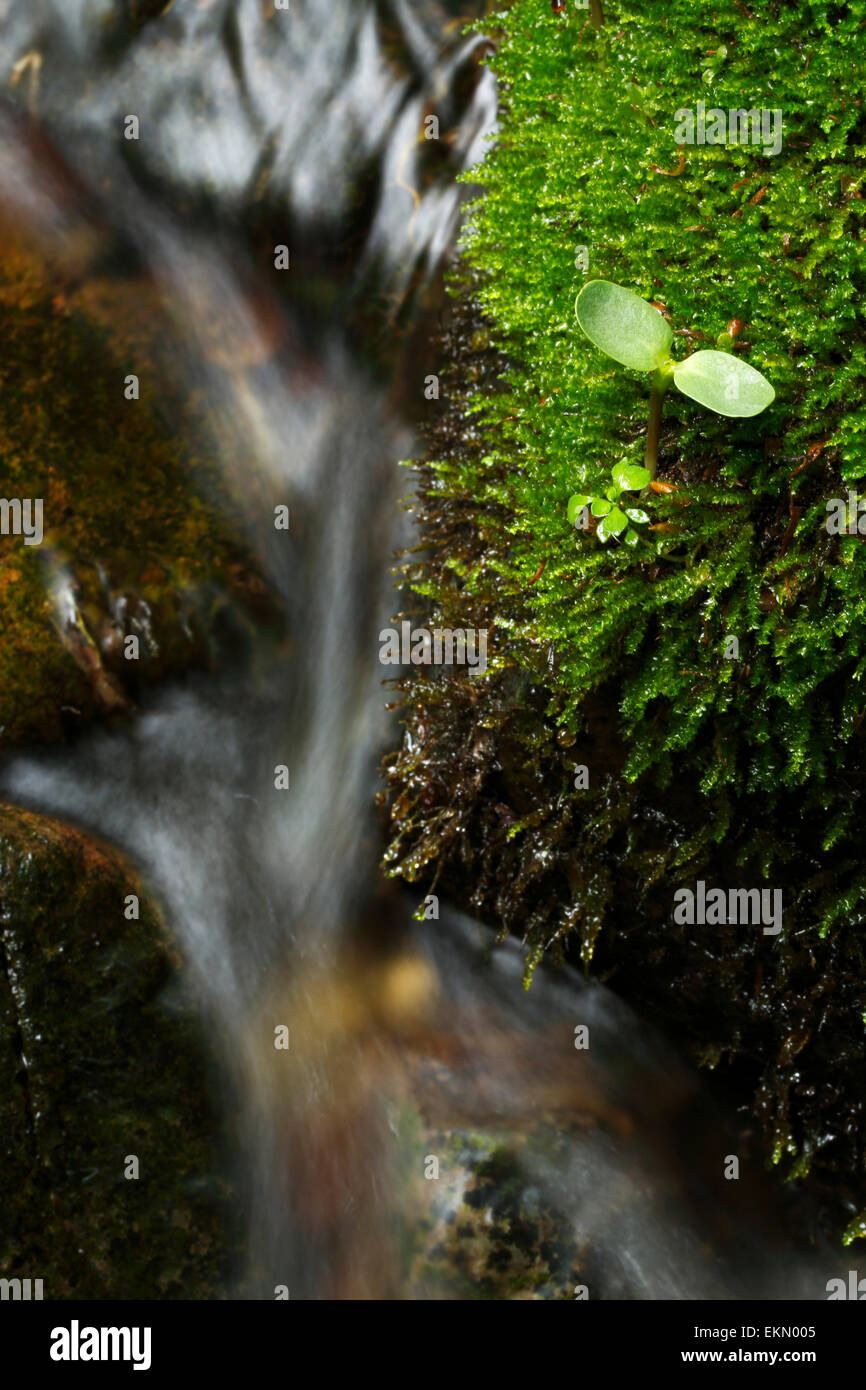 Long green leaves sprouting hi-res stock photography and images - Alamy