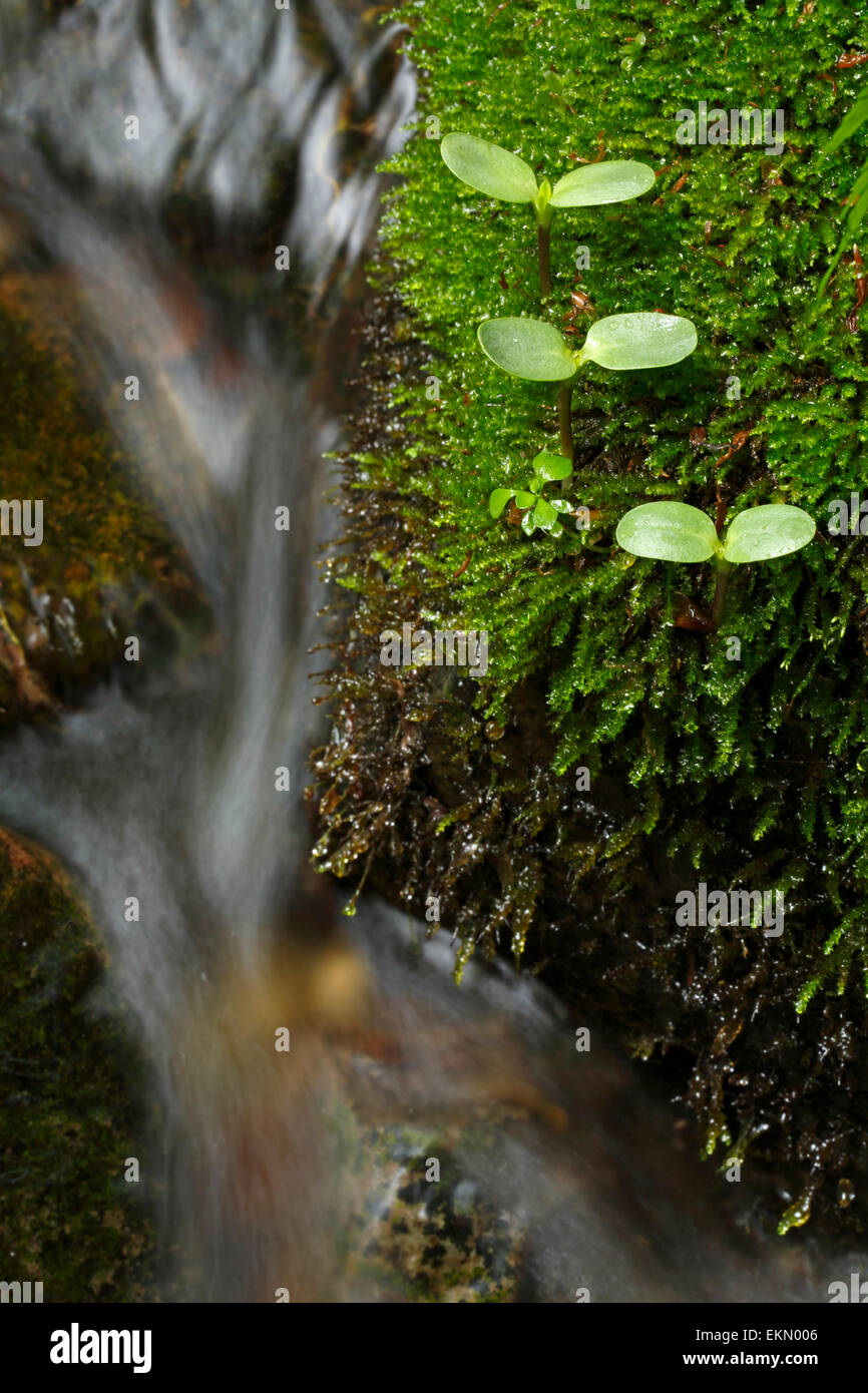 Three falling leaves hi-res stock photography and images - Alamy