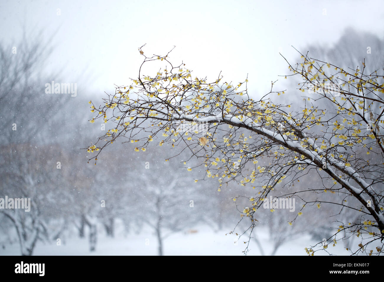 Wintersweet on branch hi-res stock photography and images - Alamy
