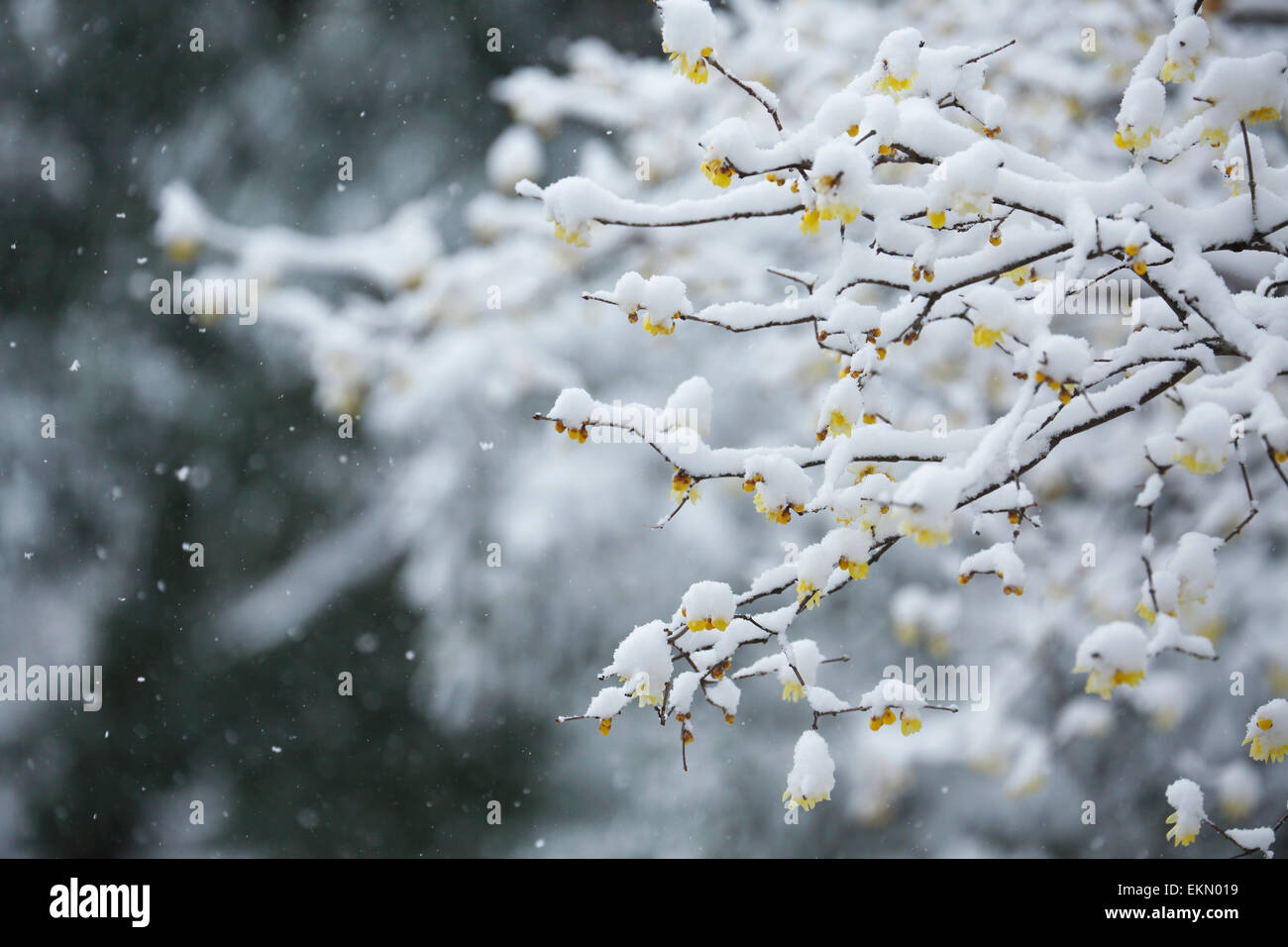 Wintersweet hi-res stock photography and images - Alamy