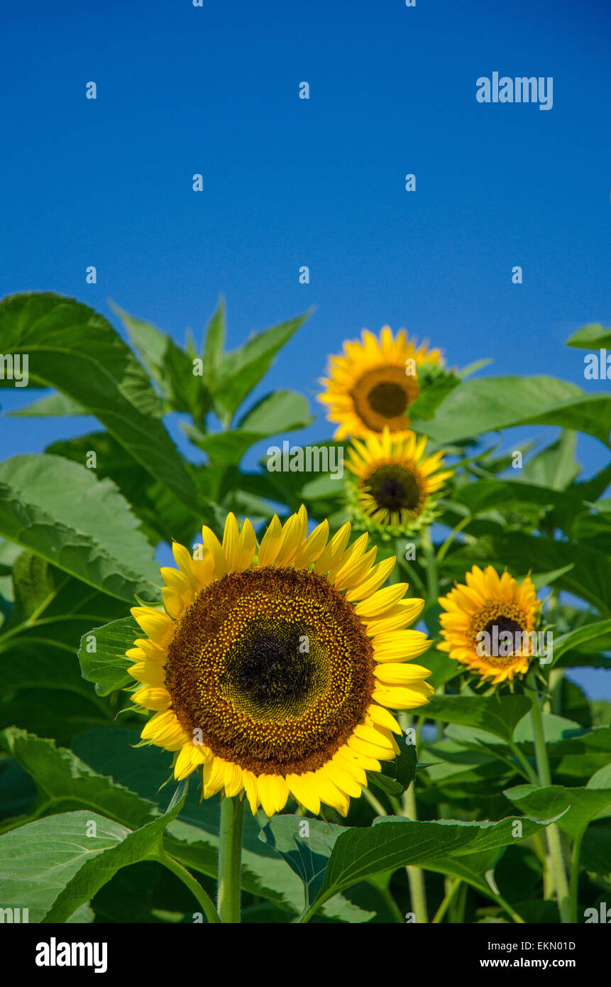 Multiple sunflowers hi-res stock photography and images - Alamy