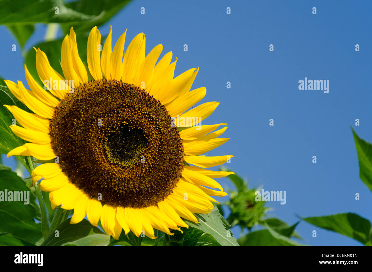 Shonai ryokuchi koen hi-res stock photography and images - Alamy