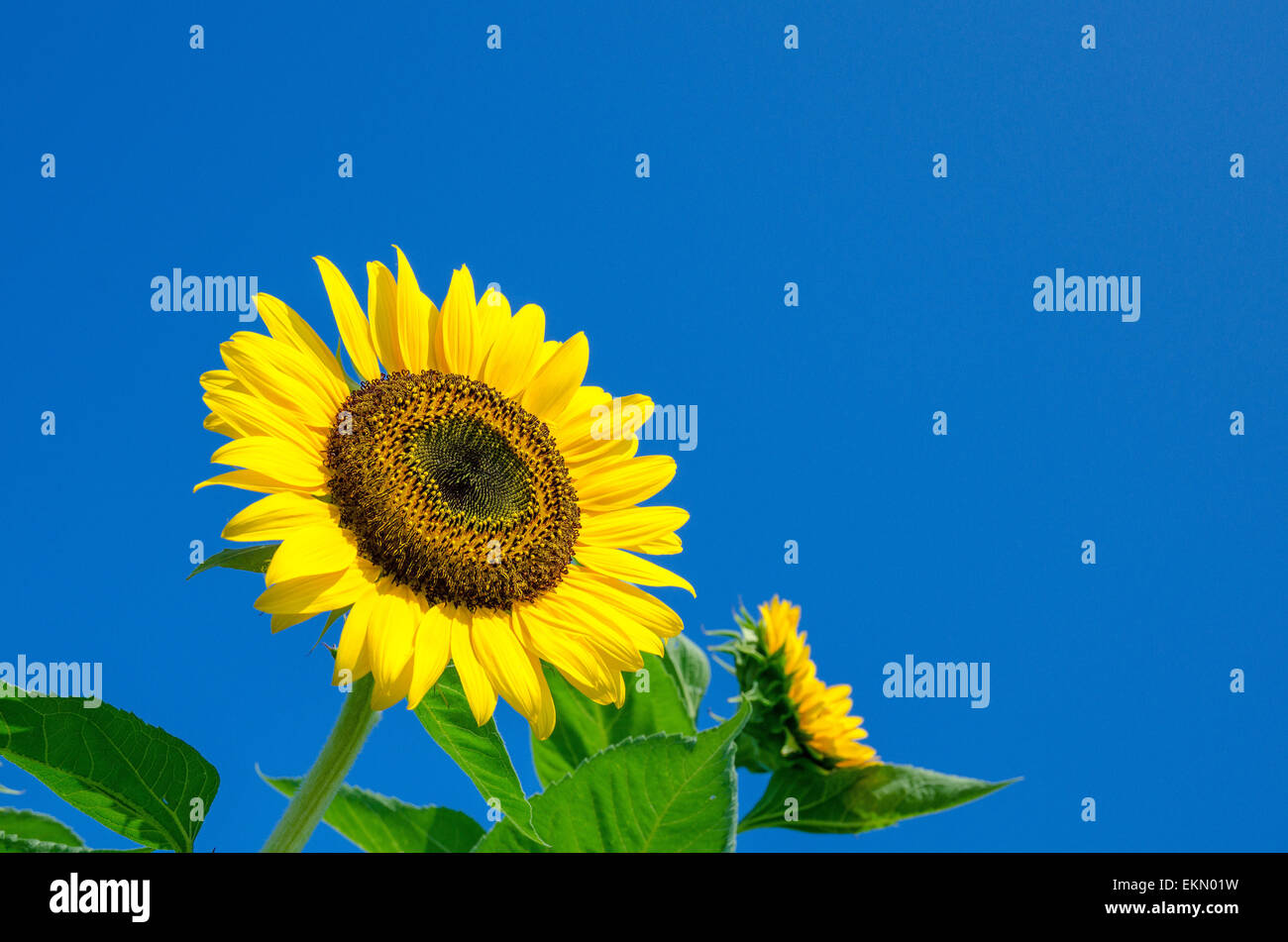 Shonai ryokuchi koen hi-res stock photography and images - Alamy