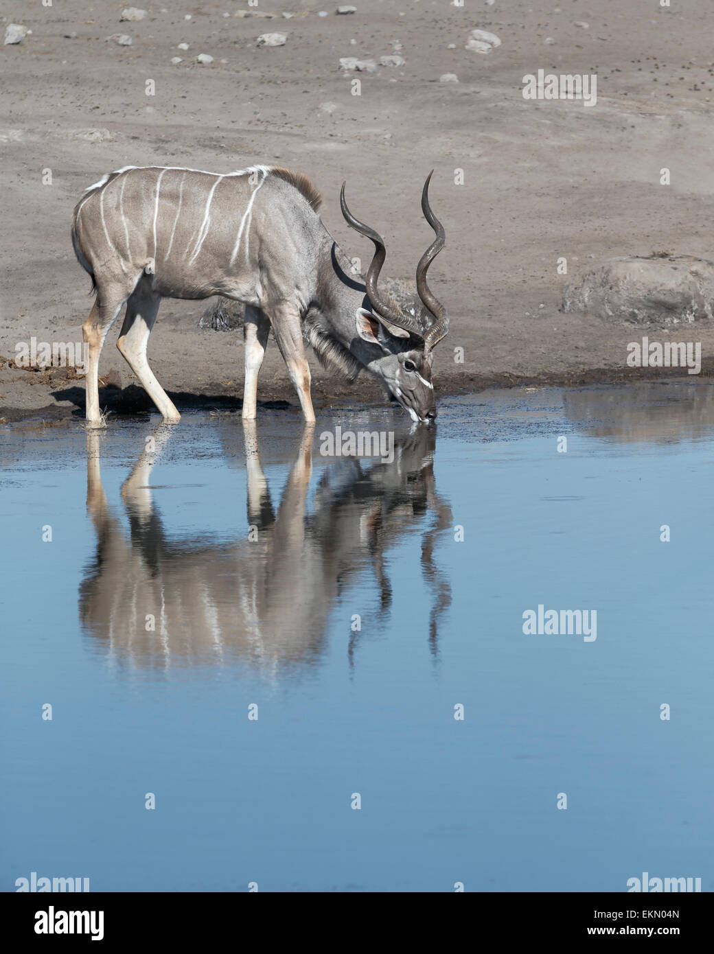 Kudu drinking water at a waterhole, standing in water, big winding ...