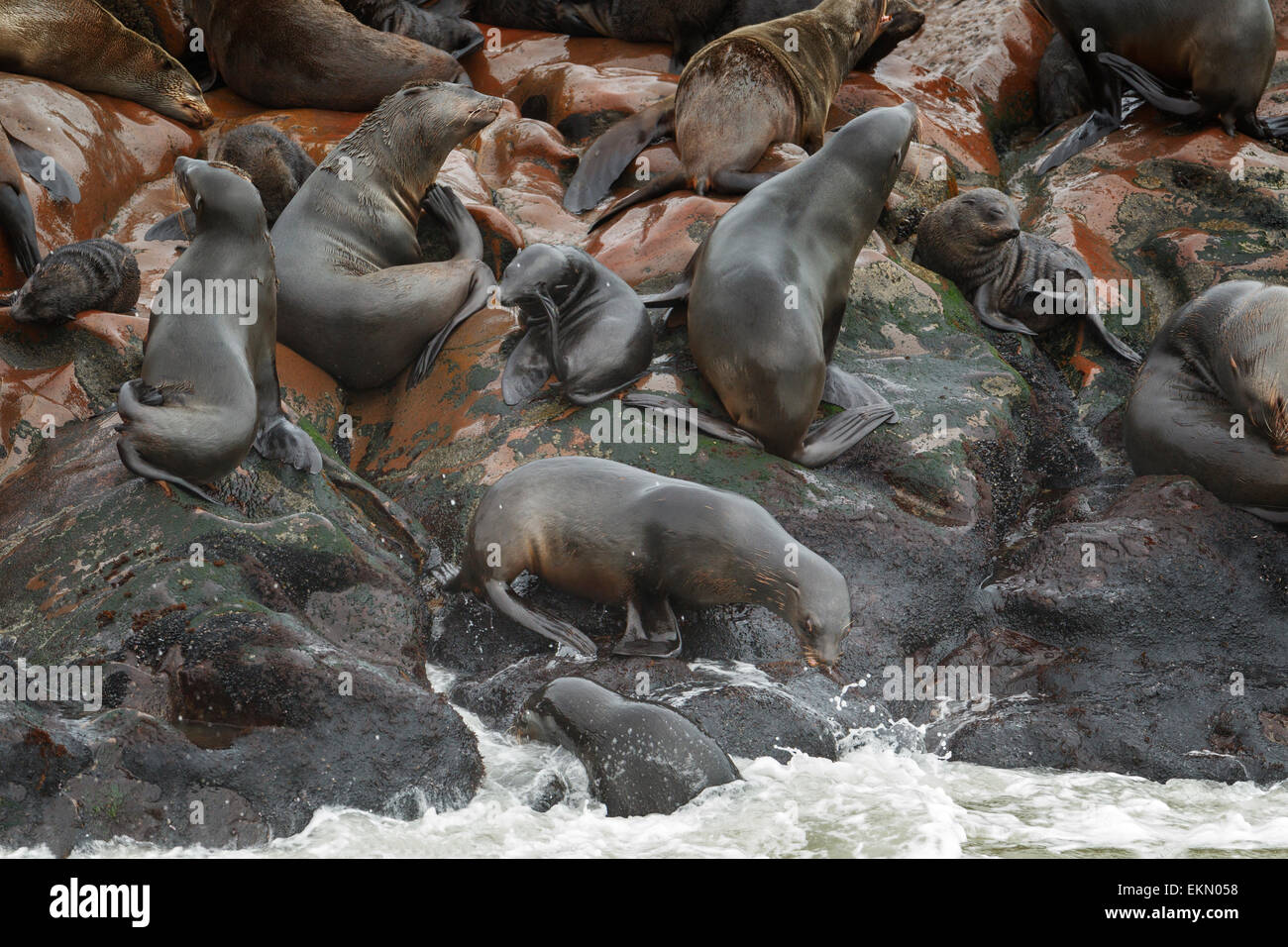 Slippery animals hi-res stock photography and images - Alamy