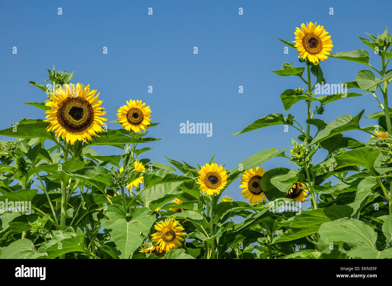 Multiple sunflowers hi-res stock photography and images - Alamy