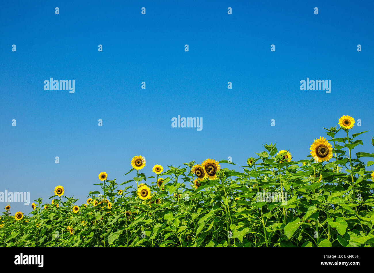 Shonai ryokuchi koen hi-res stock photography and images - Alamy