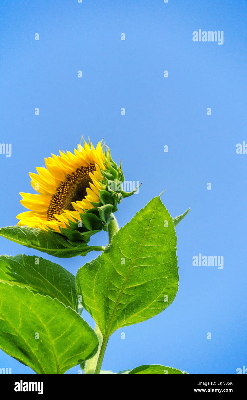 Shonai ryokuchi koen hi-res stock photography and images - Alamy