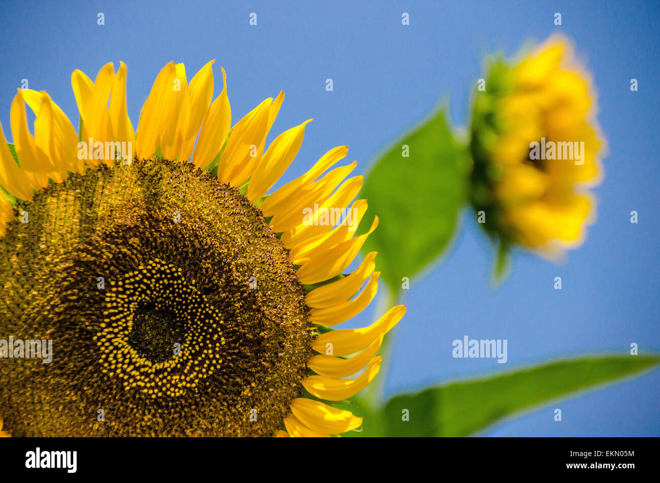 Shonai ryokuchi koen hi-res stock photography and images - Alamy