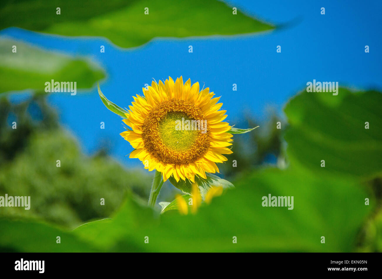 Shonai ryokuchi koen hi-res stock photography and images - Alamy
