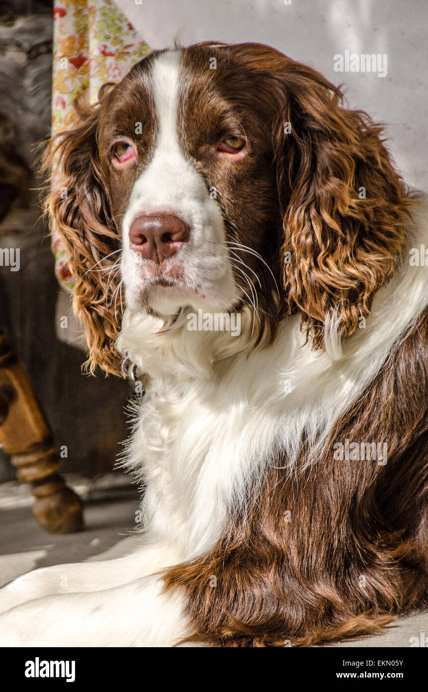 White saint bernard hi-res stock photography and images - Alamy