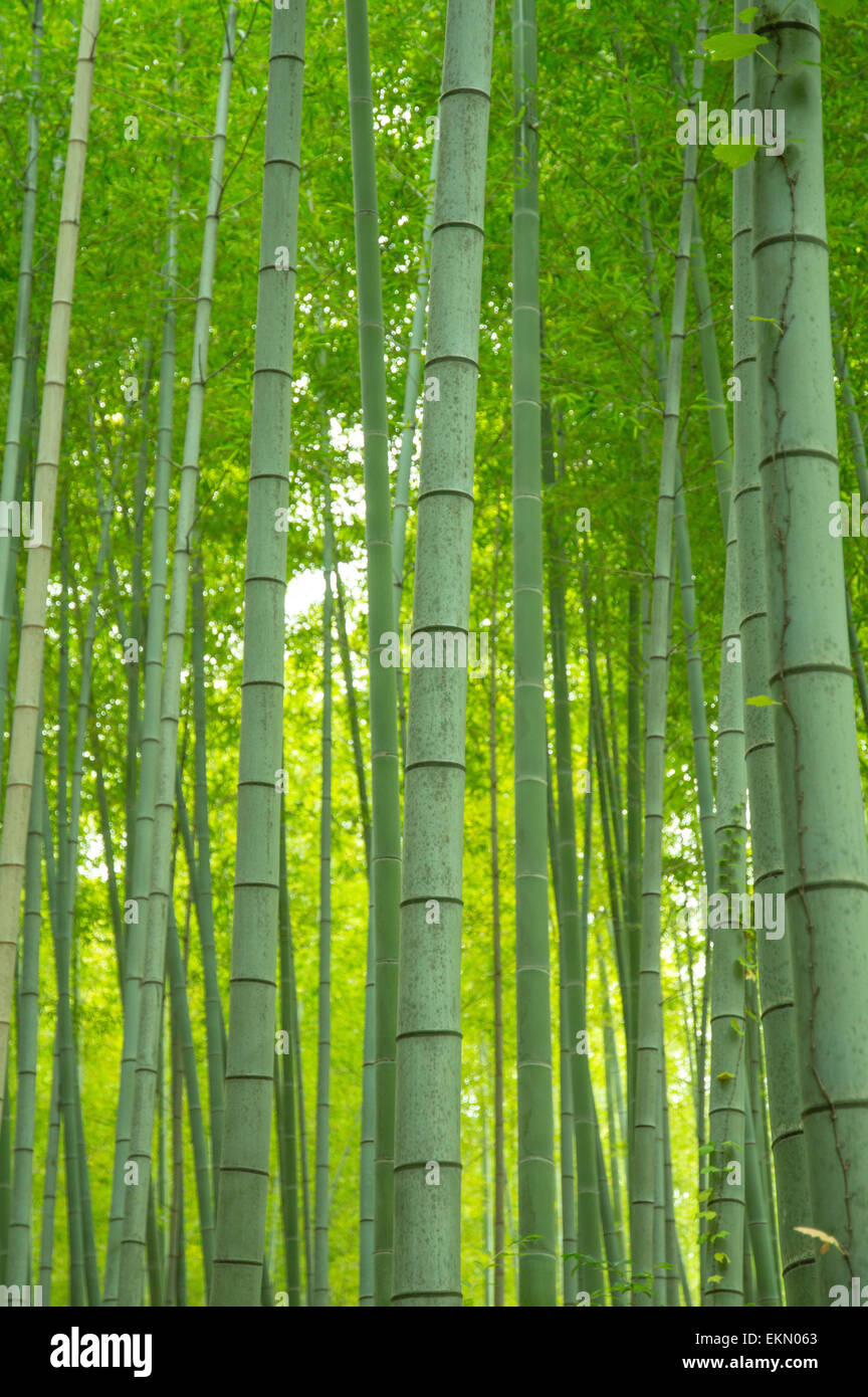 Landscape bamboo grove in hi-res stock photography and images - Alamy