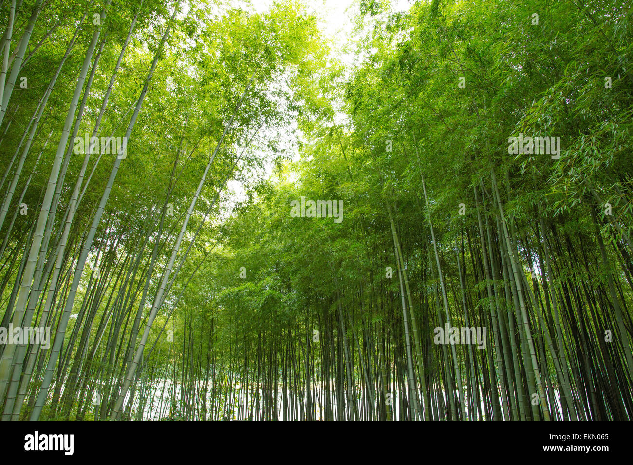 Grove promenade hi-res stock photography and images - Alamy