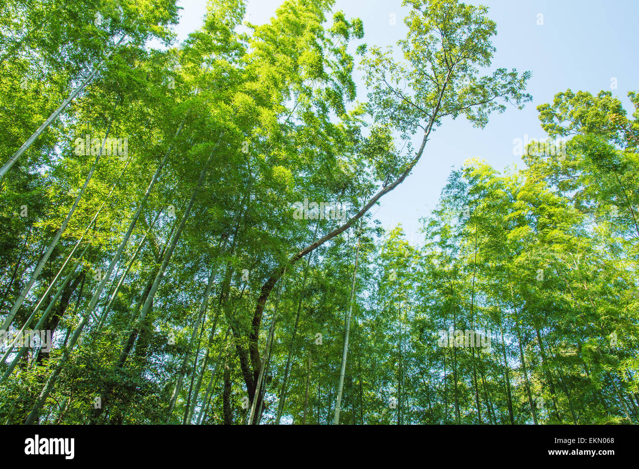 Bamboo grove blue sky hi-res stock photography and images - Alamy