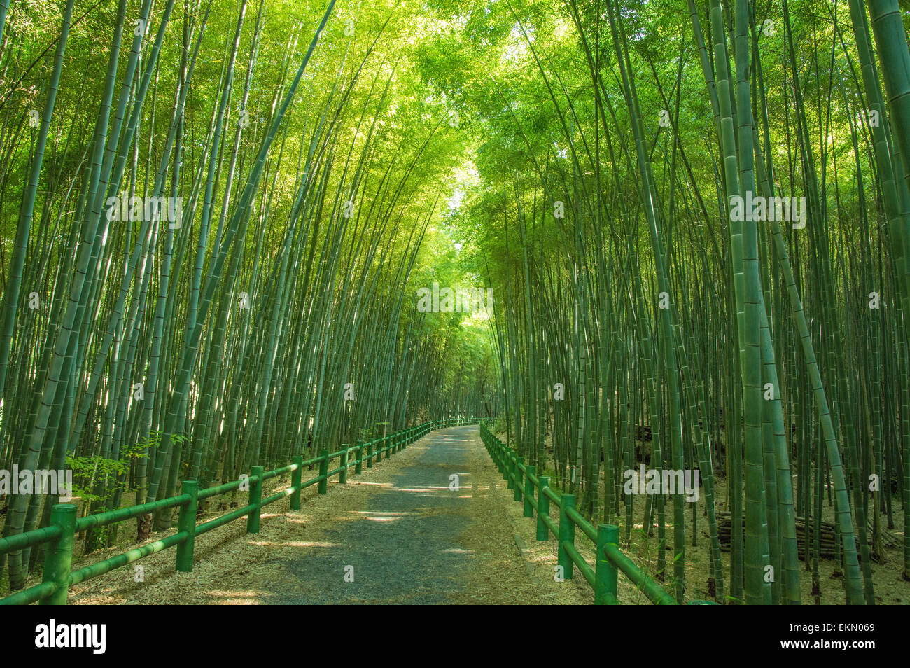 Mysterious grove hi-res stock photography and images - Alamy