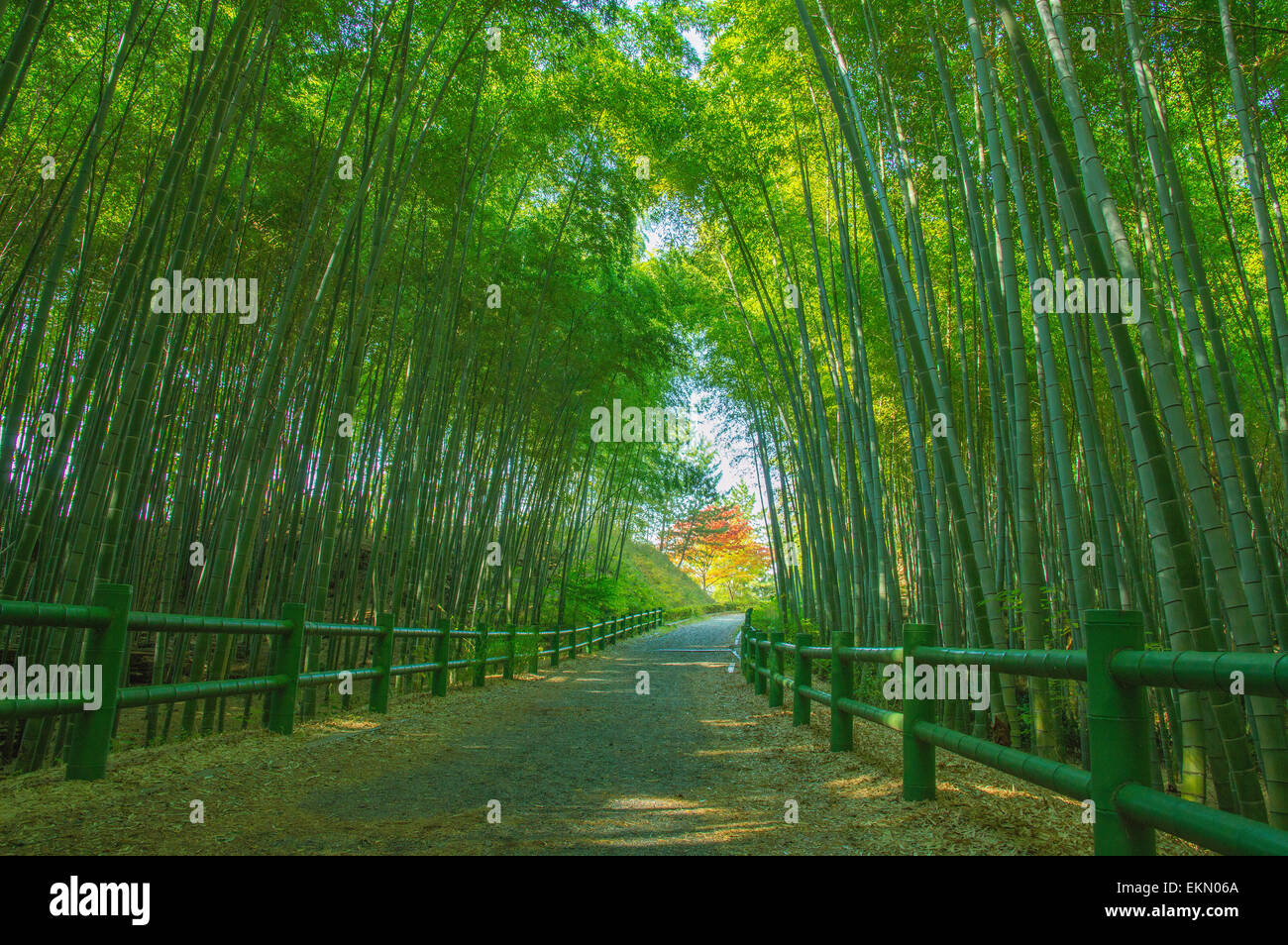 Mysterious grove hi-res stock photography and images - Alamy