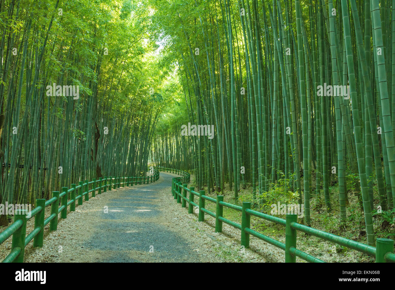 Mysterious grove hi-res stock photography and images - Alamy
