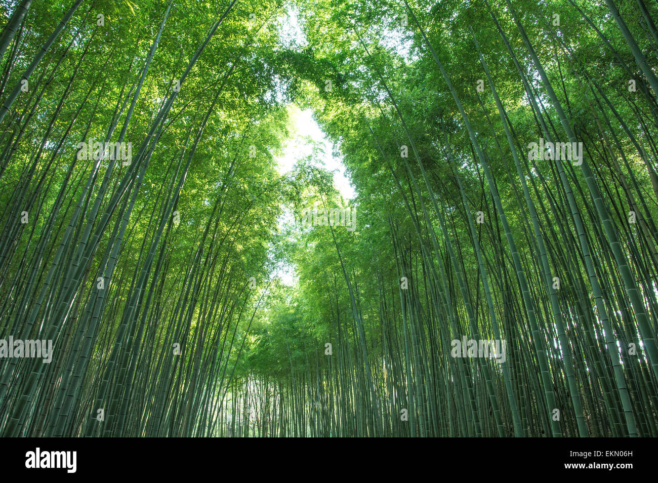Mysterious grove hi-res stock photography and images - Alamy