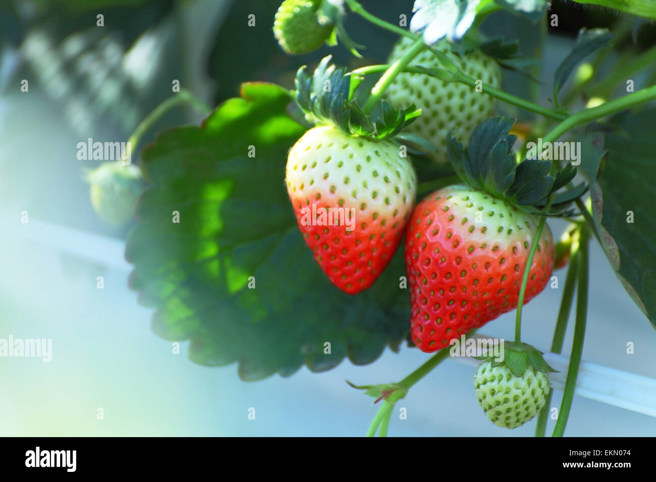 Strawberry house japan hi-res stock photography and images - Alamy