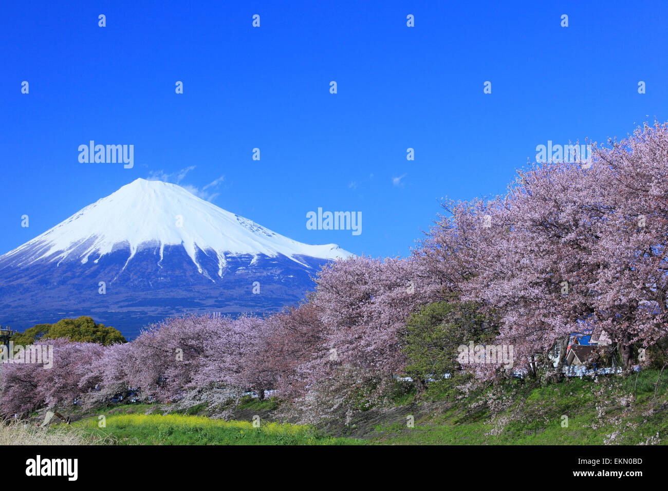 Shizuoka Prefecture, Japan Stock Photo - Alamy
