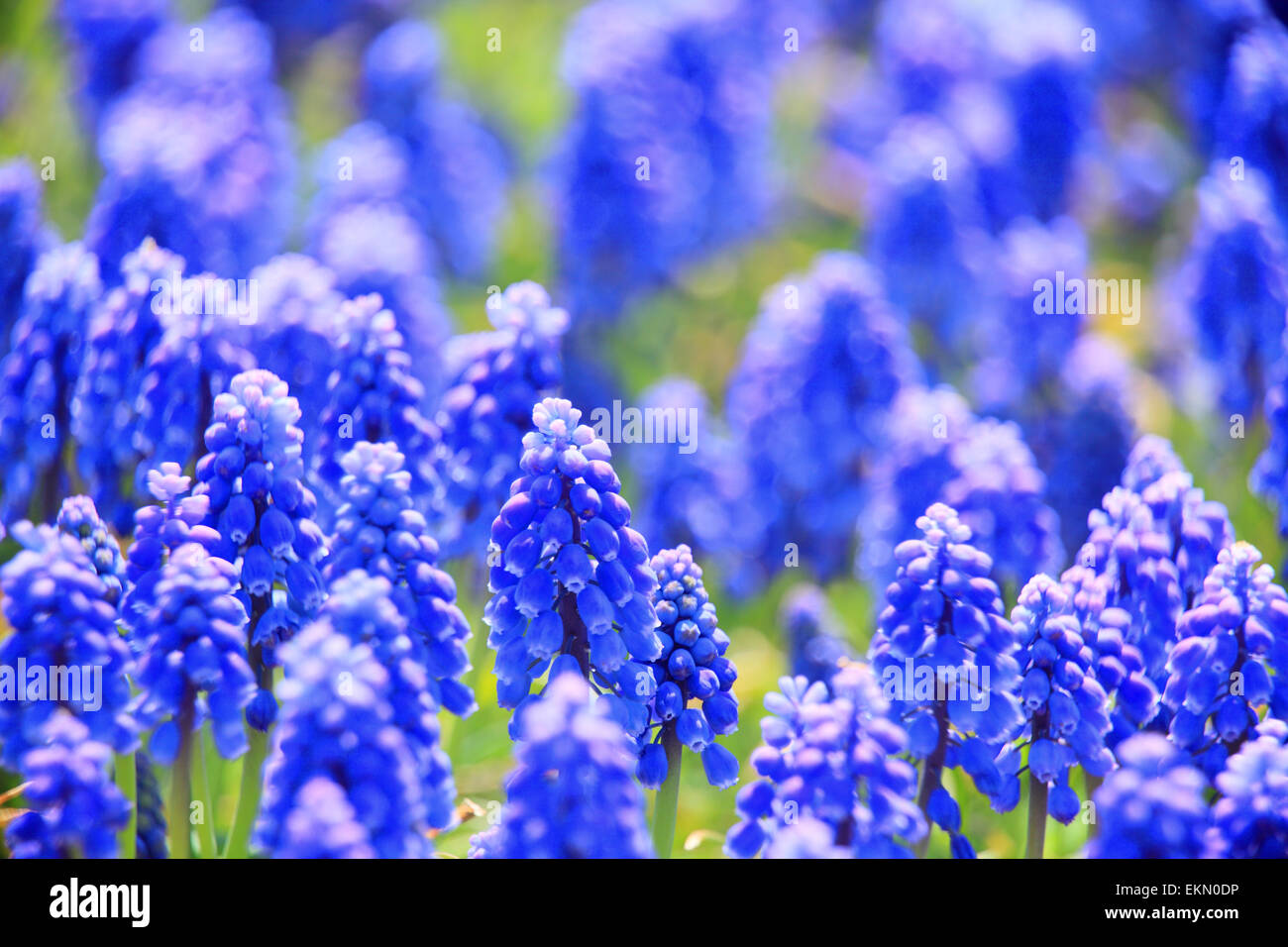 Nature landscape muscari hi-res stock photography and images - Alamy