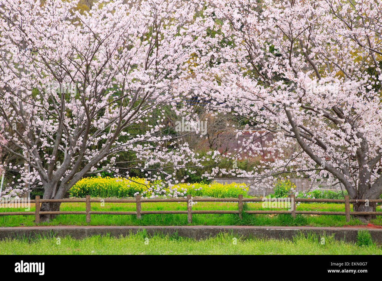 Cherry tree promenade hi-res stock photography and images - Alamy