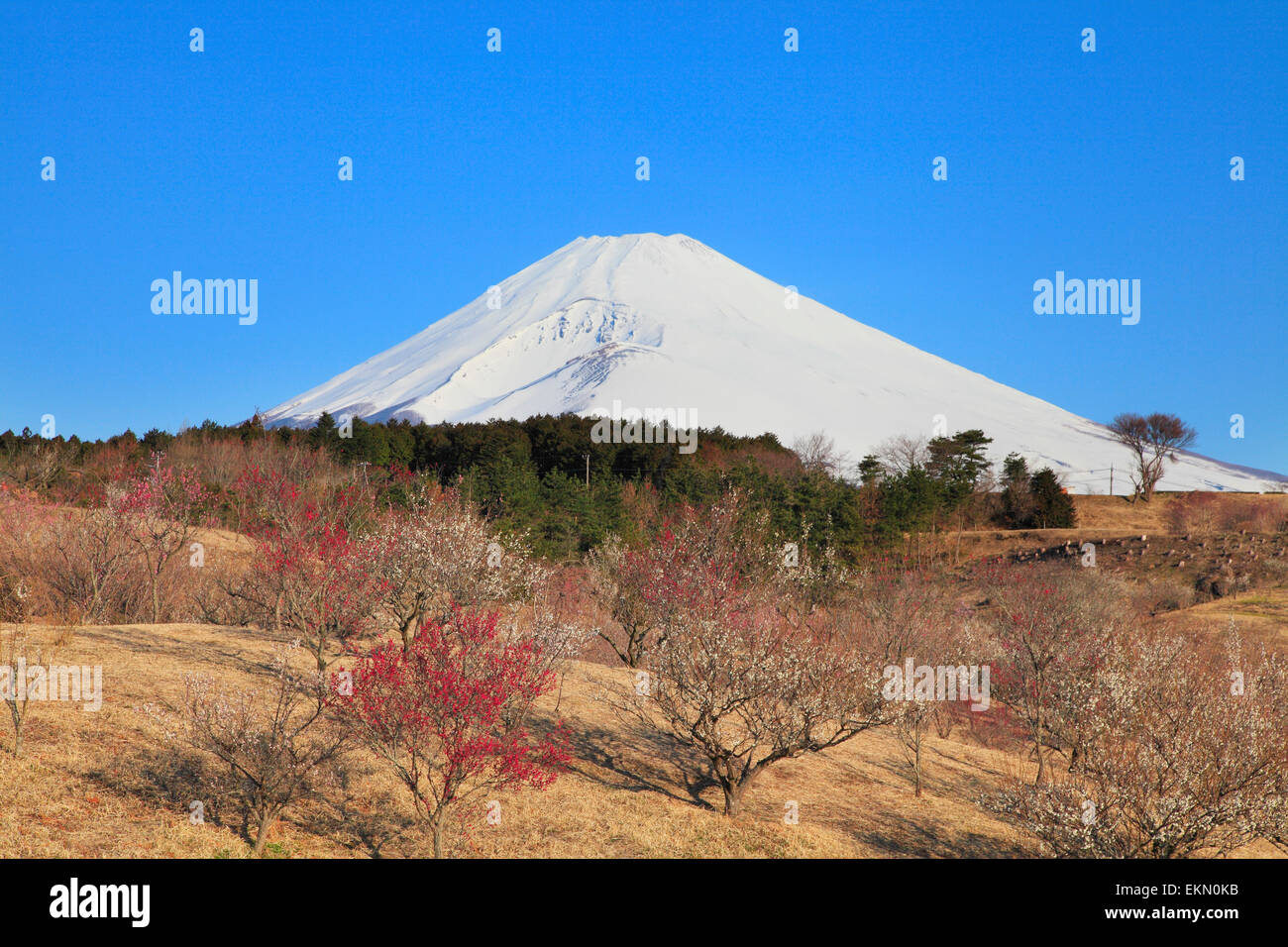 Shizuoka Prefecture, Japan Stock Photo - Alamy