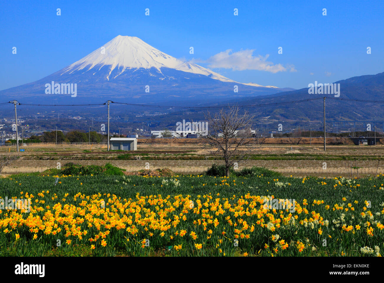 Shizuoka Prefecture, Japan Stock Photo - Alamy