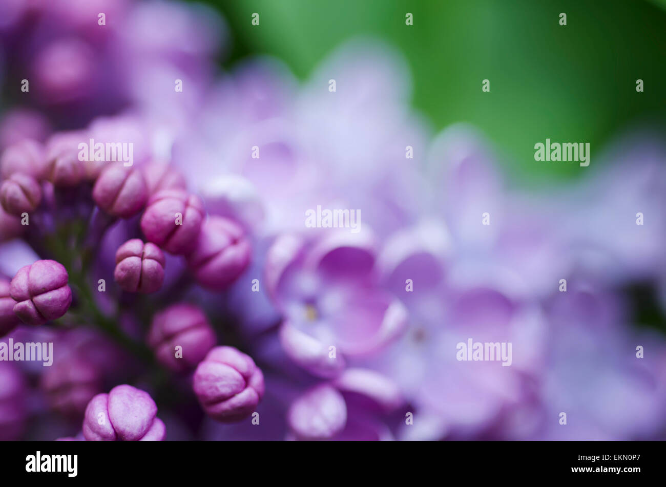 Lilac flowers background Stock Photo - Alamy