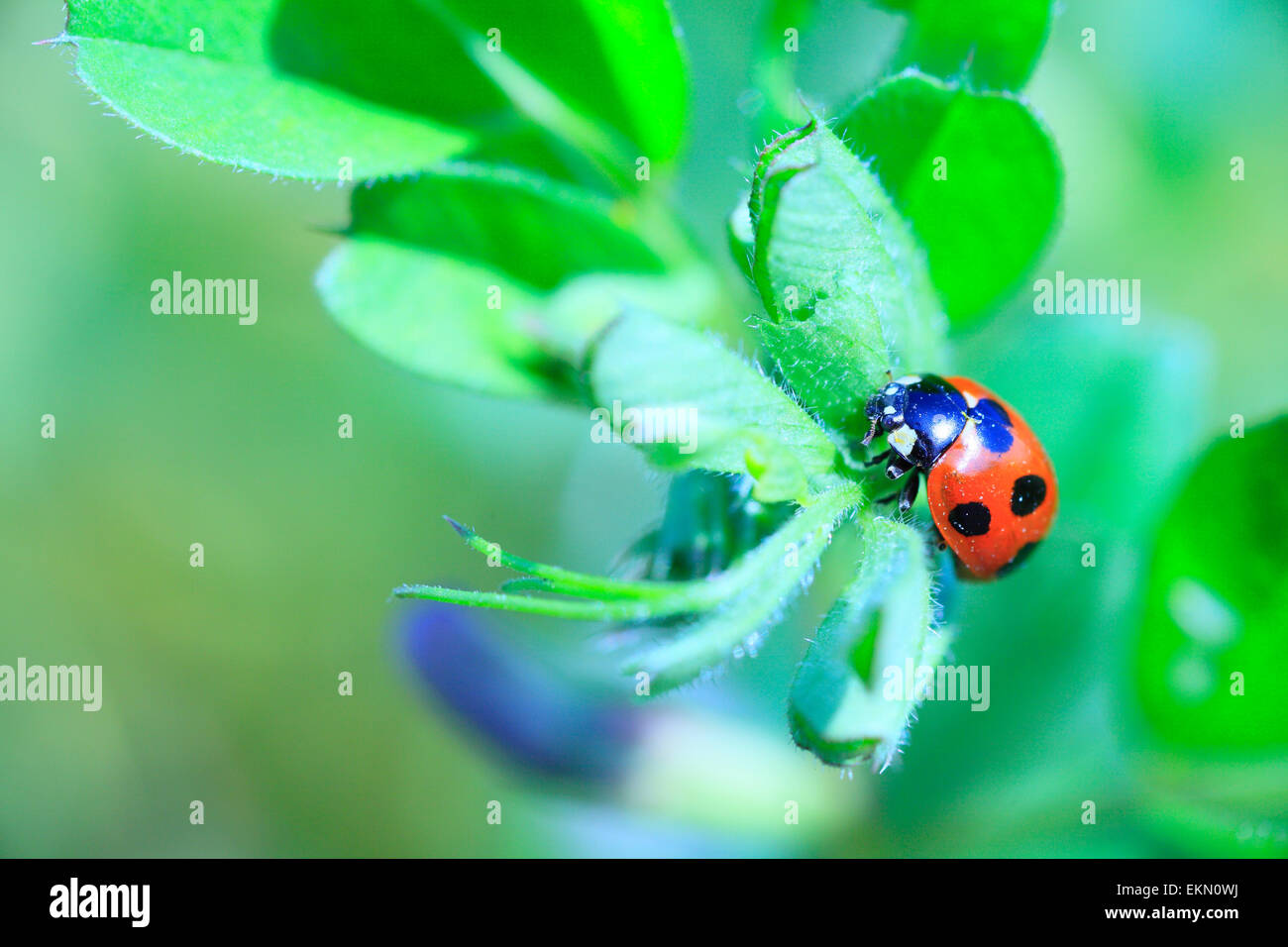 Seven dot ladybird hi-res stock photography and images - Alamy