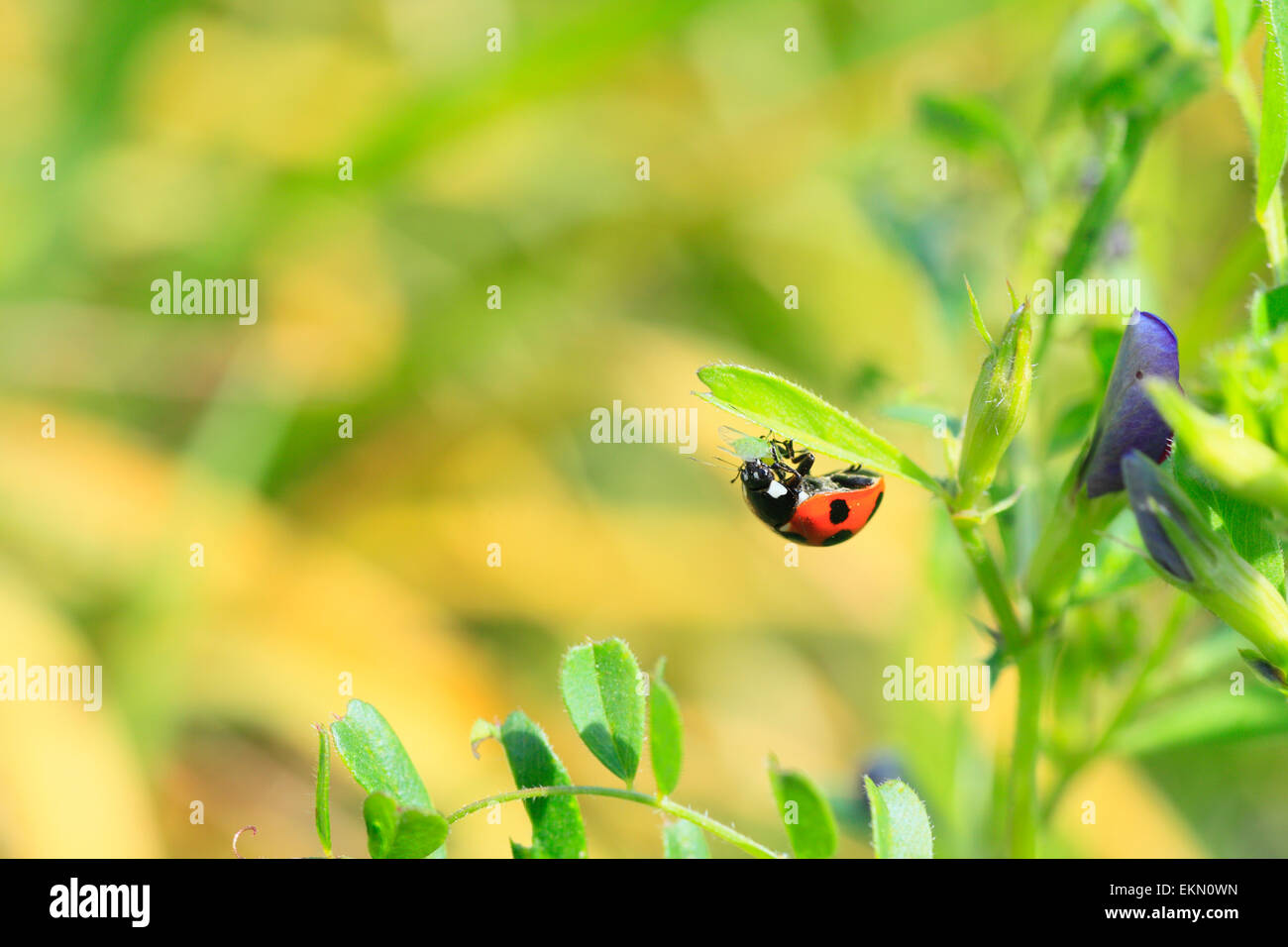 Predation ladybug hi-res stock photography and images - Alamy