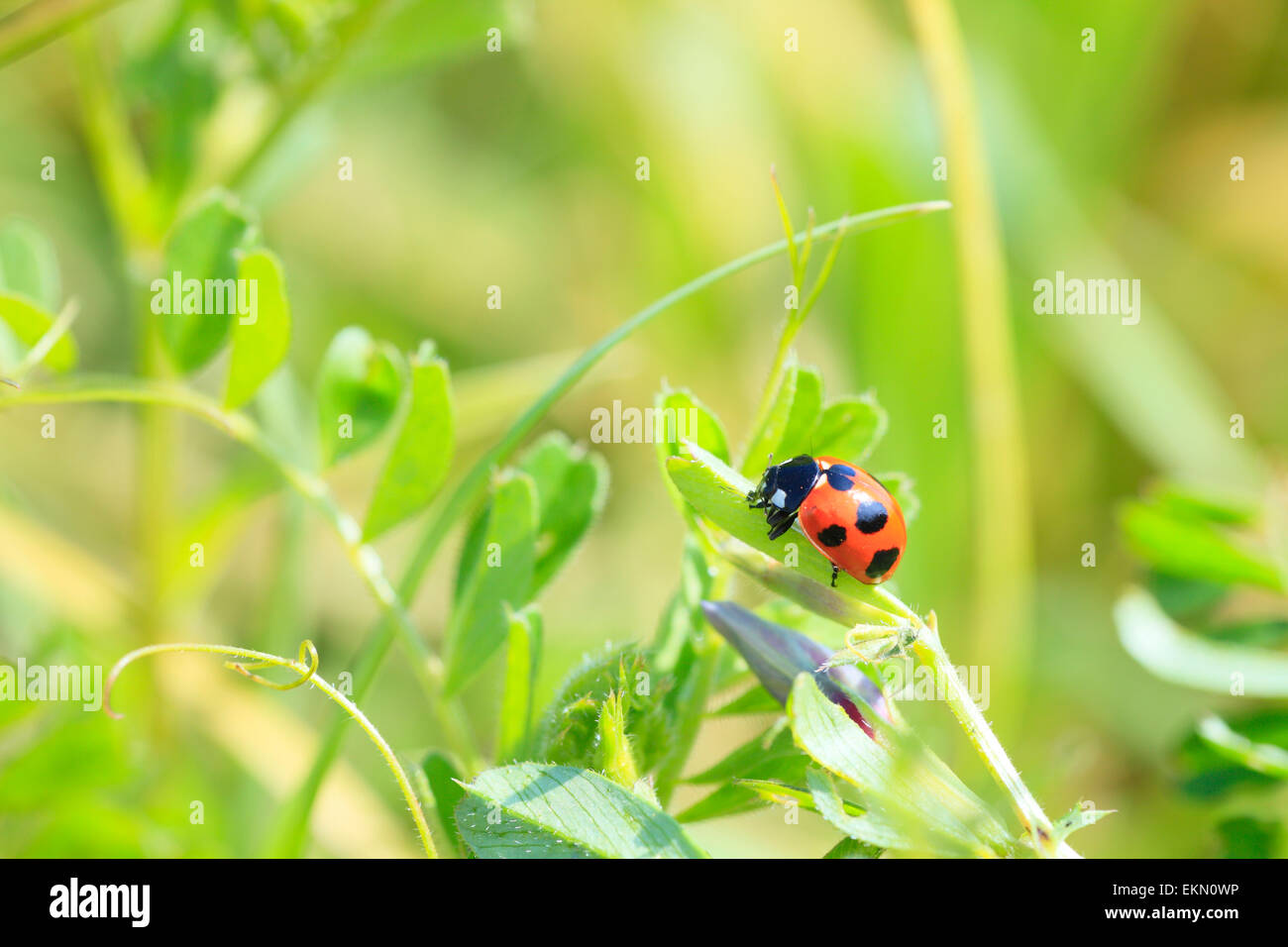 Predation ladybug hi-res stock photography and images - Alamy