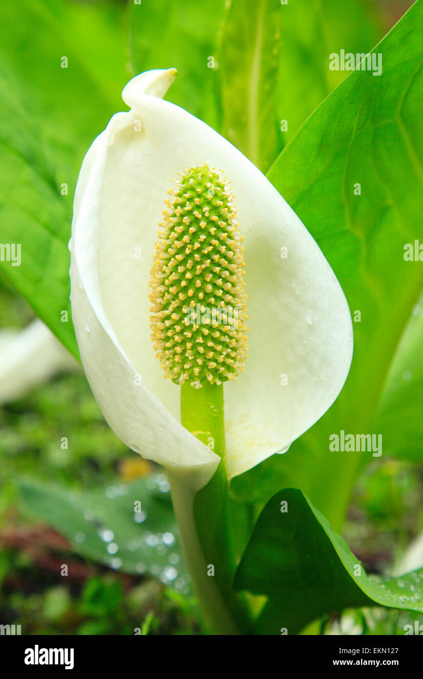 Skunk cabbage hi-res stock photography and images - Alamy