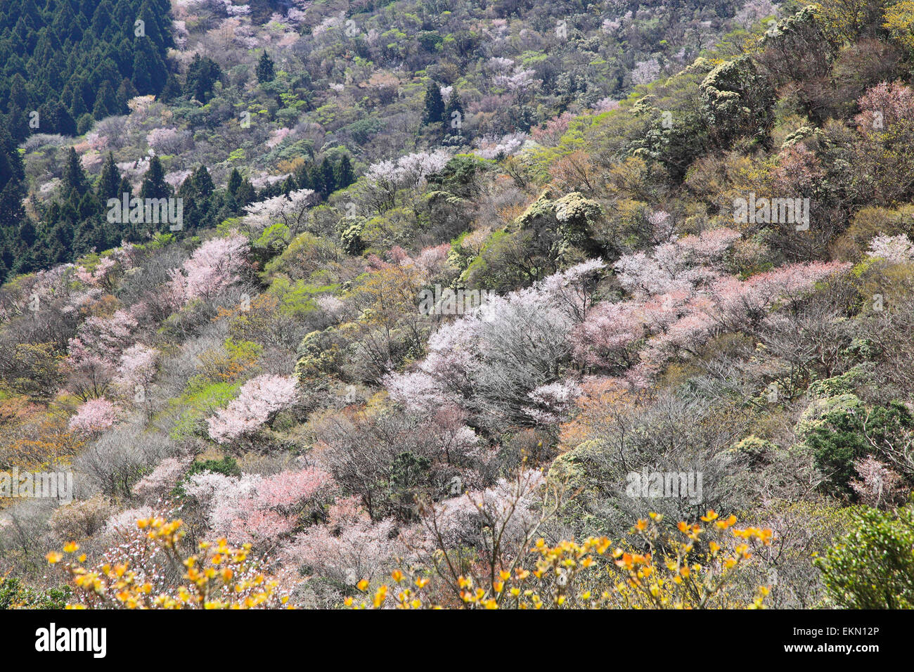 Shizuoka Prefecture, Japan Stock Photo - Alamy