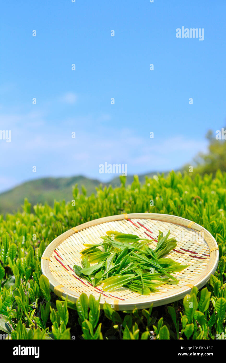 Japanese mountain tea hi-res stock photography and images - Alamy