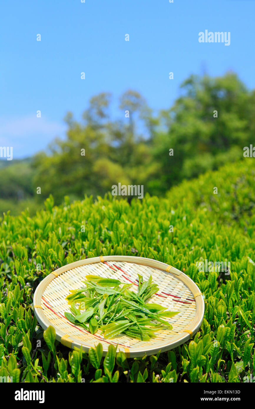 Japanese mountain tea hi-res stock photography and images - Alamy